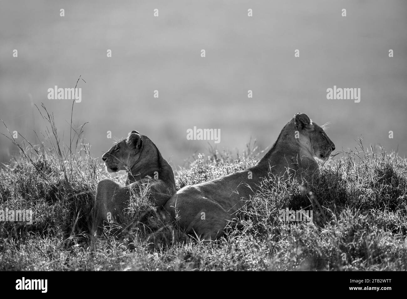 A creative black and white backside photo of a pair of lions sitting in ...