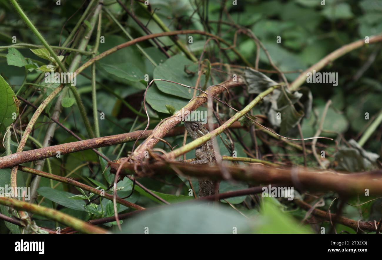 The view through the brownish wild stems, a staring olive brownish ...