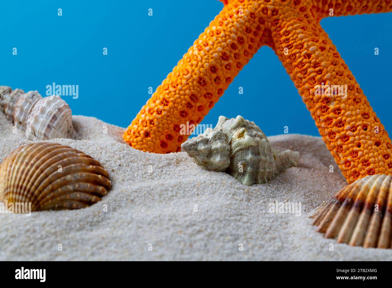 Smooth starfish hi-res stock photography and images - Alamy