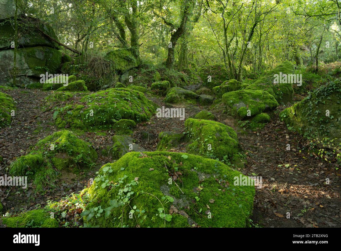 Temperate rainforest uk hi-res stock photography and images - Alamy