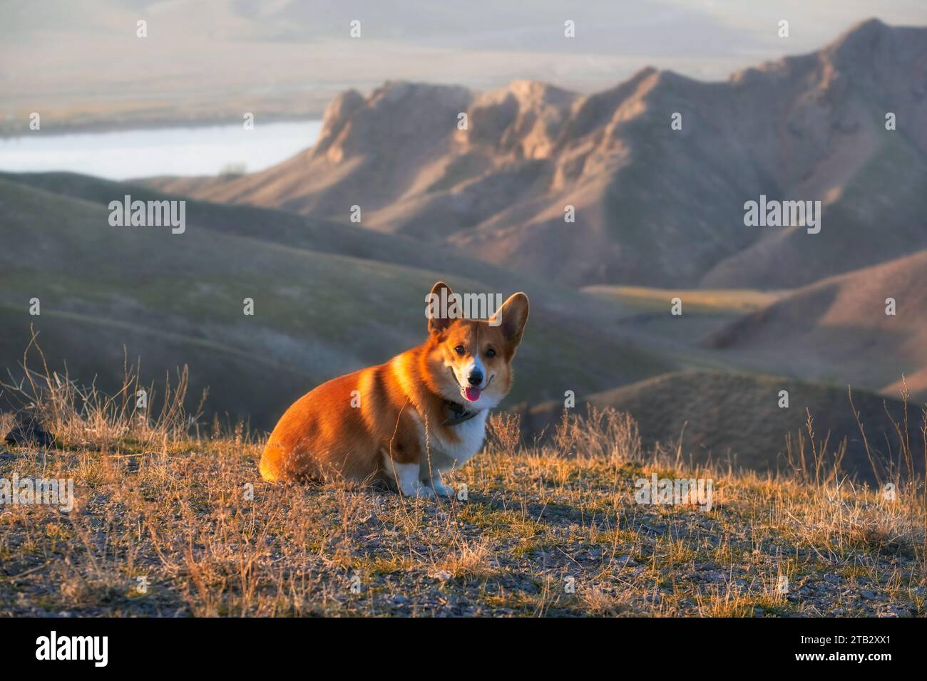 red corgi dog on a natural background in the steppe in the mountains ...