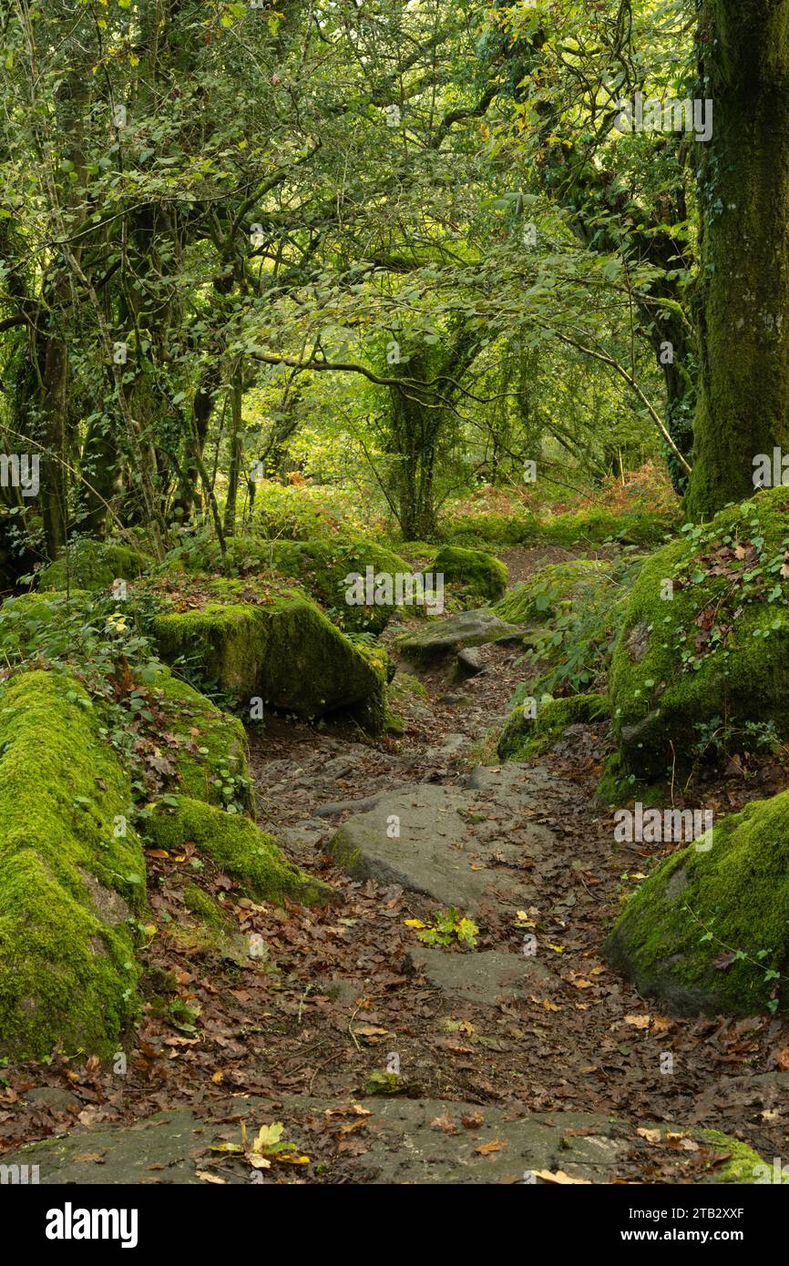 Lustleigh Cleave, Dartmoor, Devon, UK. Temperate Rainforest Stock Photo ...