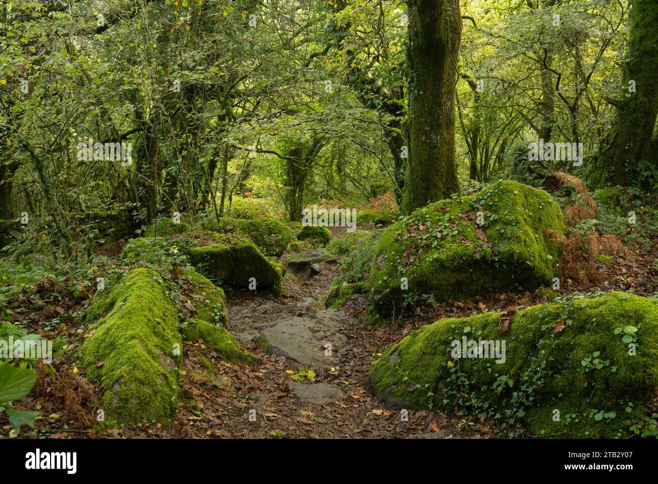 Temperate rainforest uk hi-res stock photography and images - Alamy