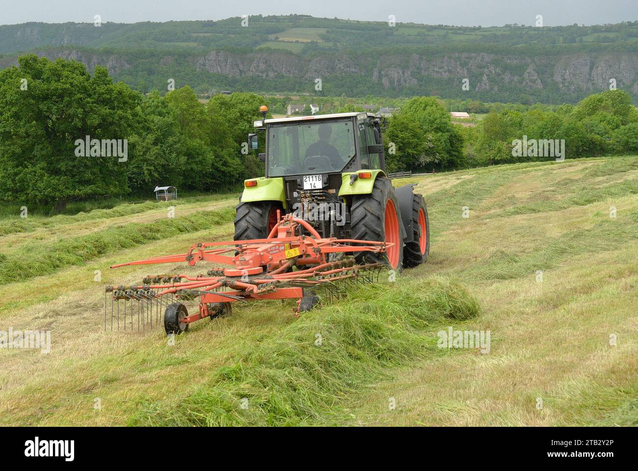 Tractor in a meadow: windrowing. Tractor with a windrower to gather hay ...