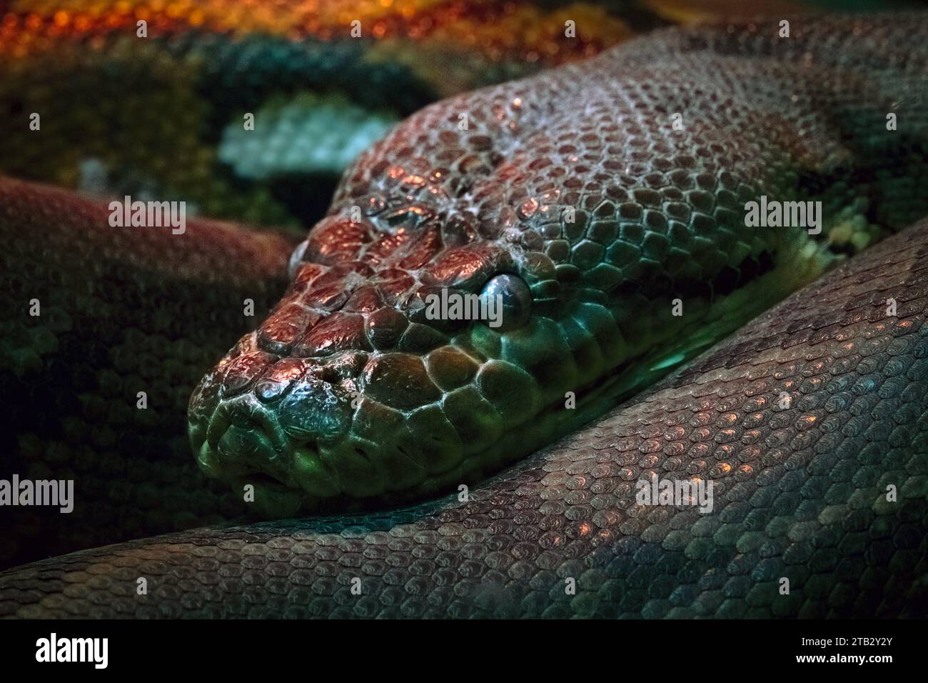 Close-up portrait of a python, a non-venomous snake lying in the dark ...