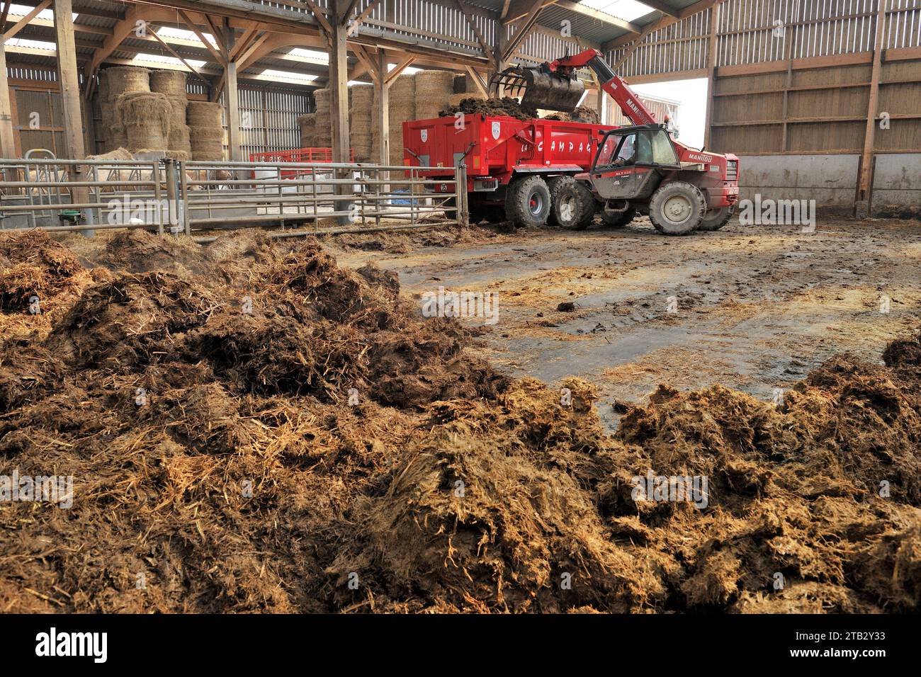 Cleaning of a stabling. The mulch, transformed into manure, is loaded ...
