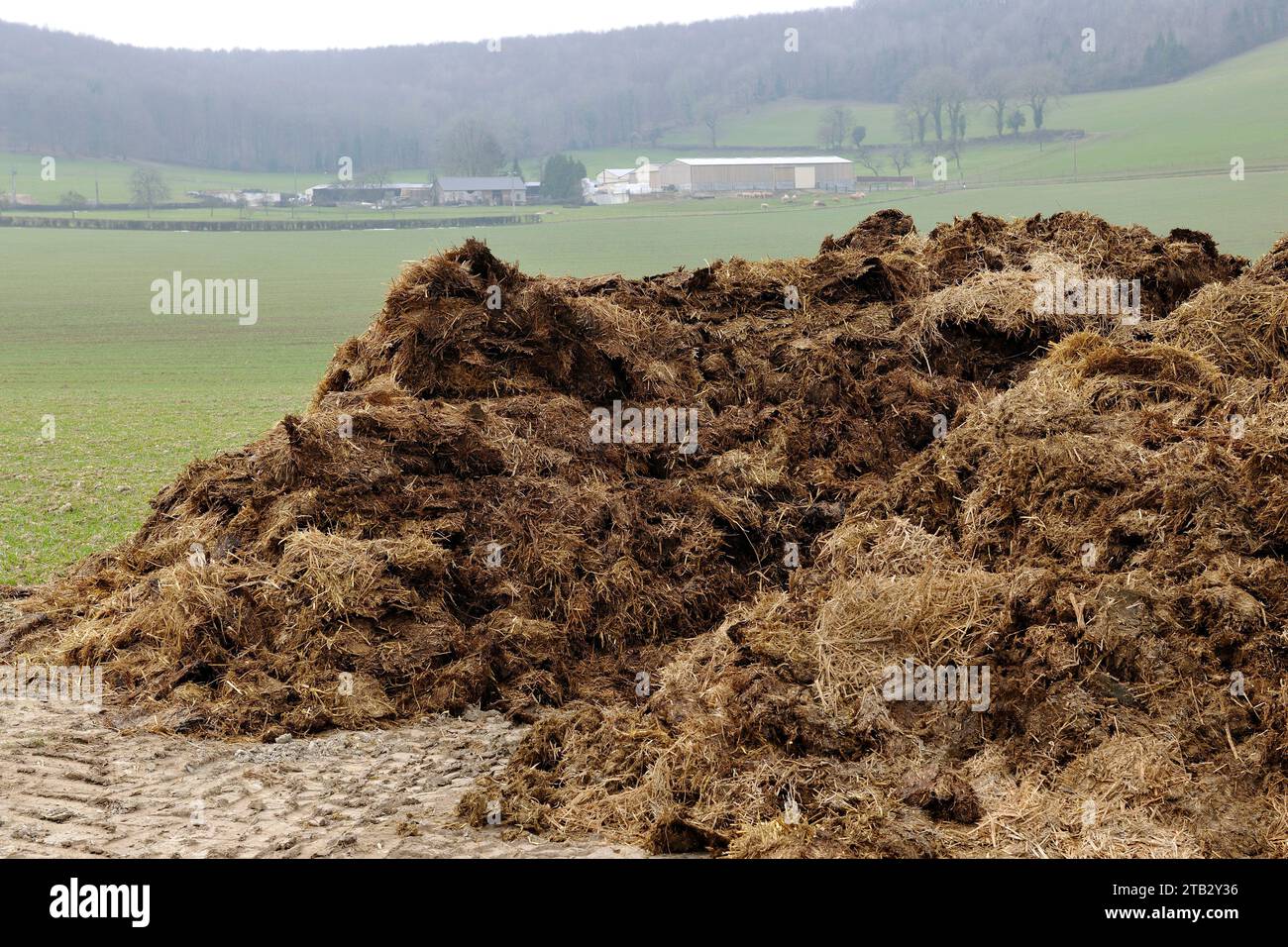 Straw based manure hi-res stock photography and images - Alamy
