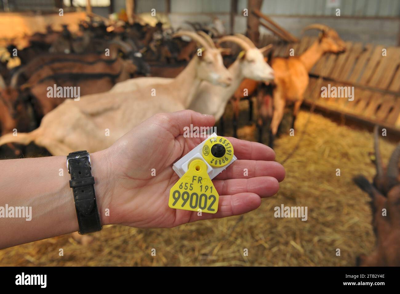 Control and identification of a goat herd: electronic tag for goat ...