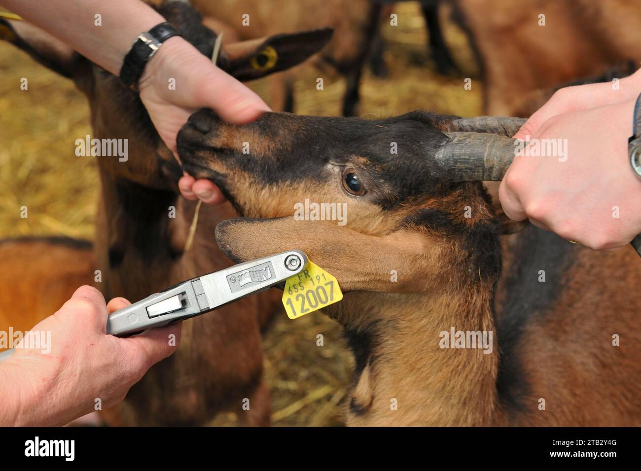 Control and identification of a goat herd: electronic tag for goat ...