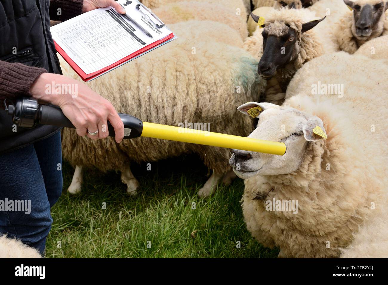 Control and identification of a flock of sheep in a meadow by a ...