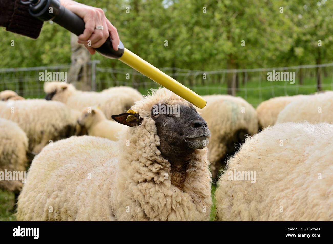 Control and identification of a flock of sheep in a meadow by a ...