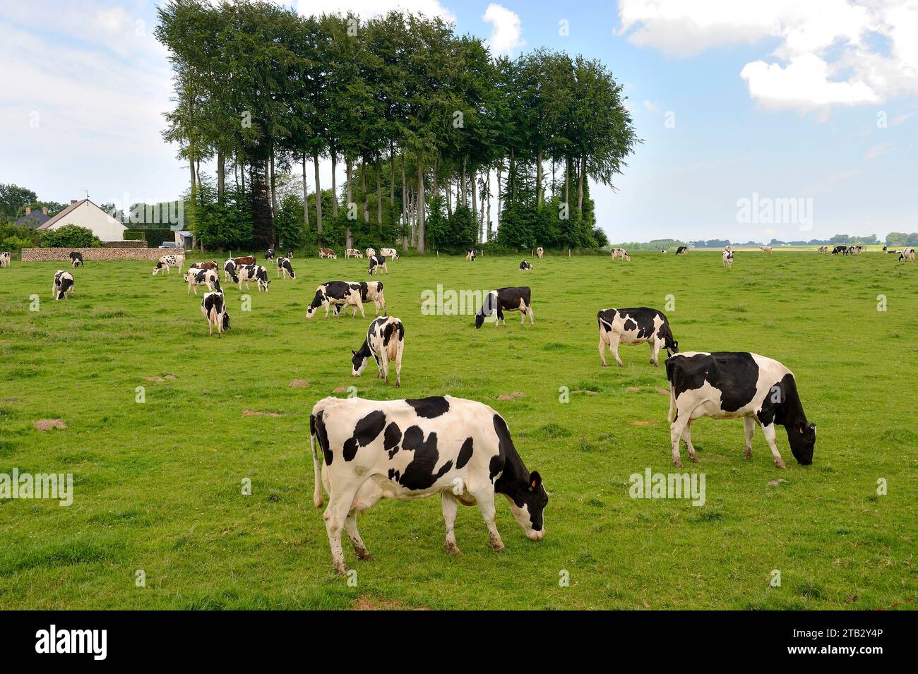 Primholstein cattle hi-res stock photography and images - Alamy