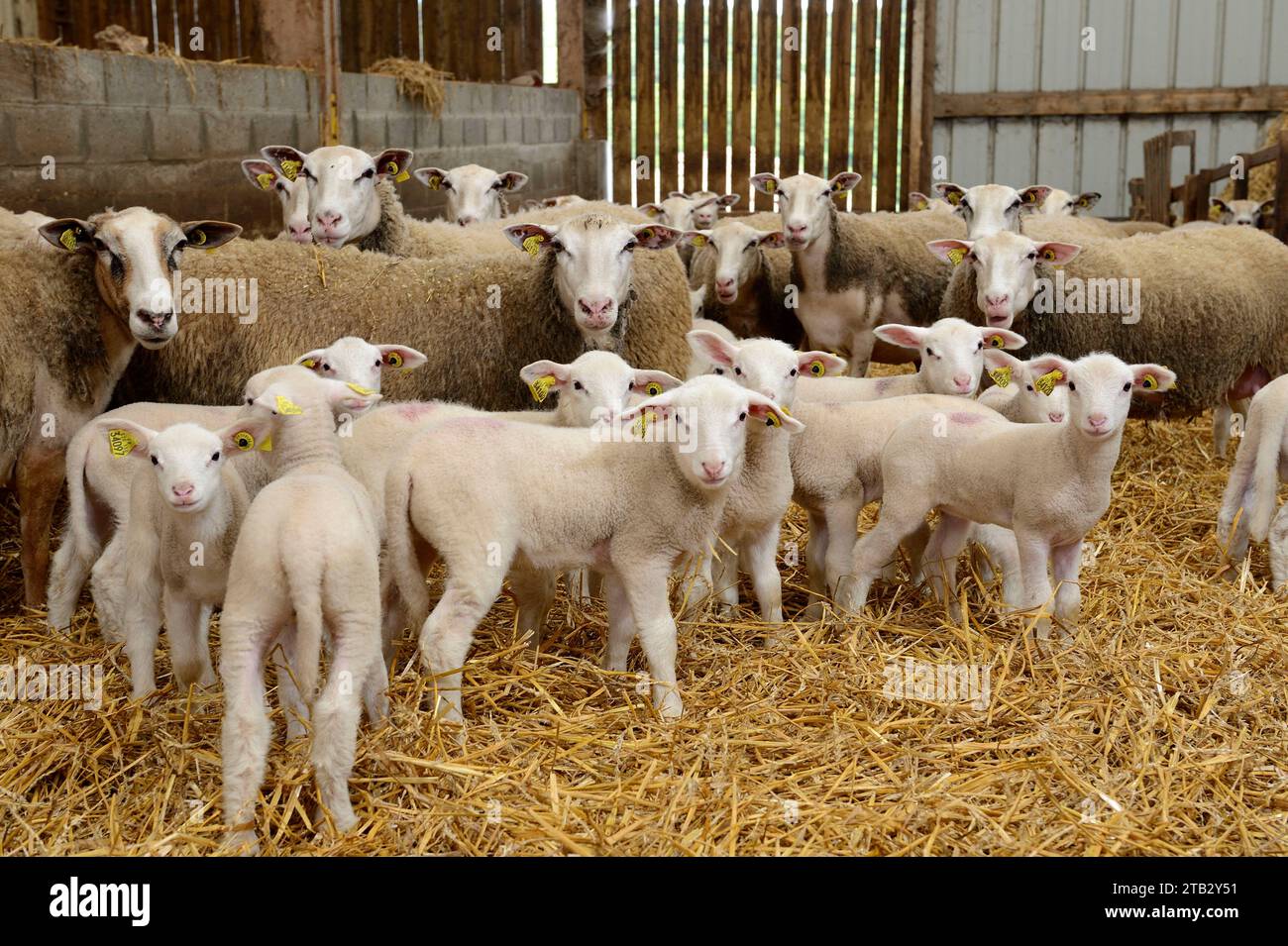 Sheep breeding: ewes and lambs in a sheepfold, sheep breed for meat ...