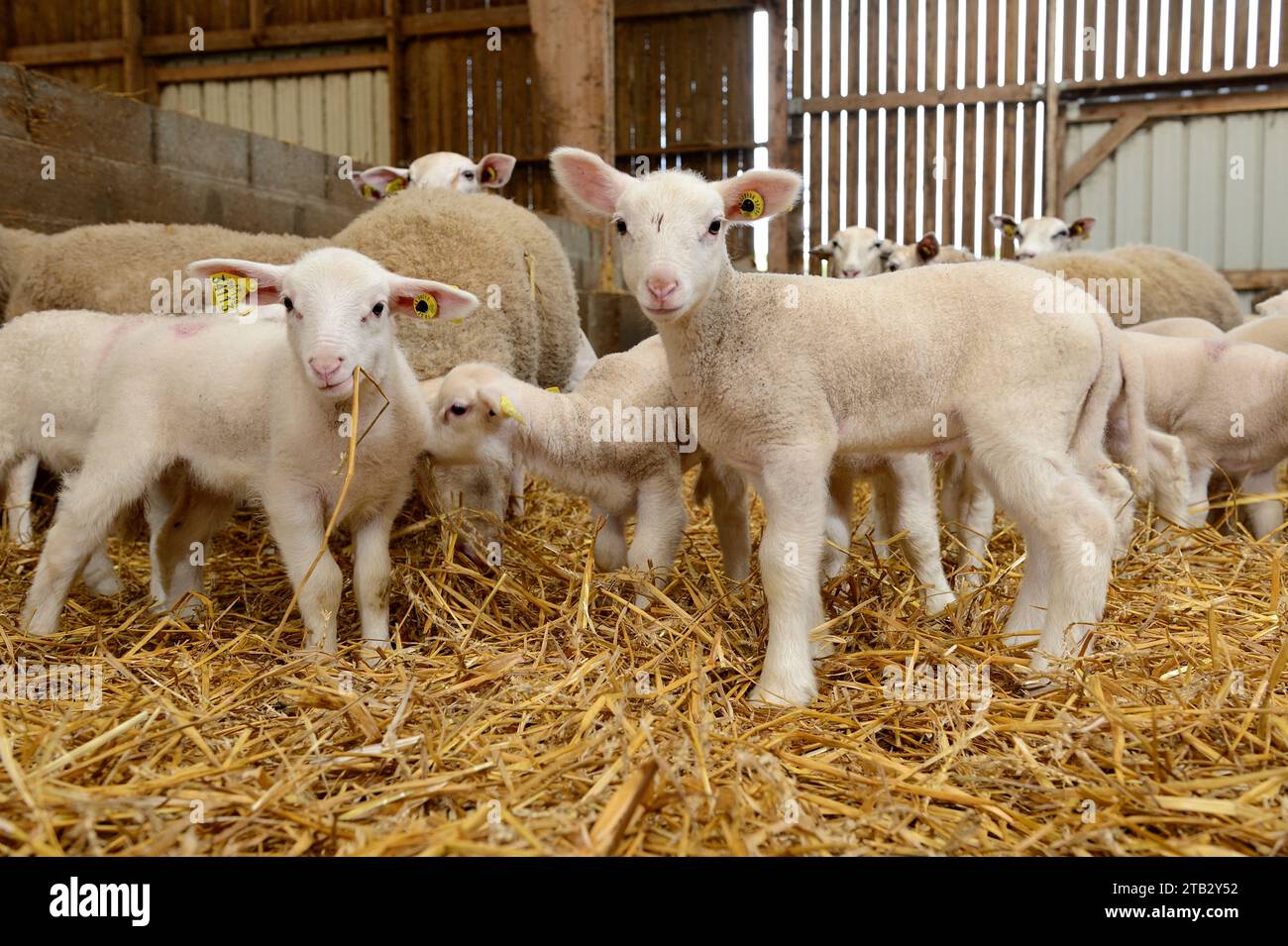 Sheep breeding: ewes and lambs in a sheepfold, sheep breed for meat ...