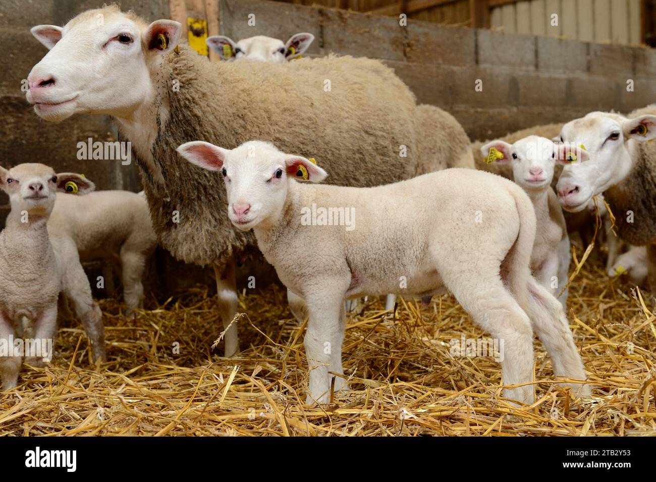 Sheep breeding: ewes and lambs in a sheepfold, sheep breed for meat ...