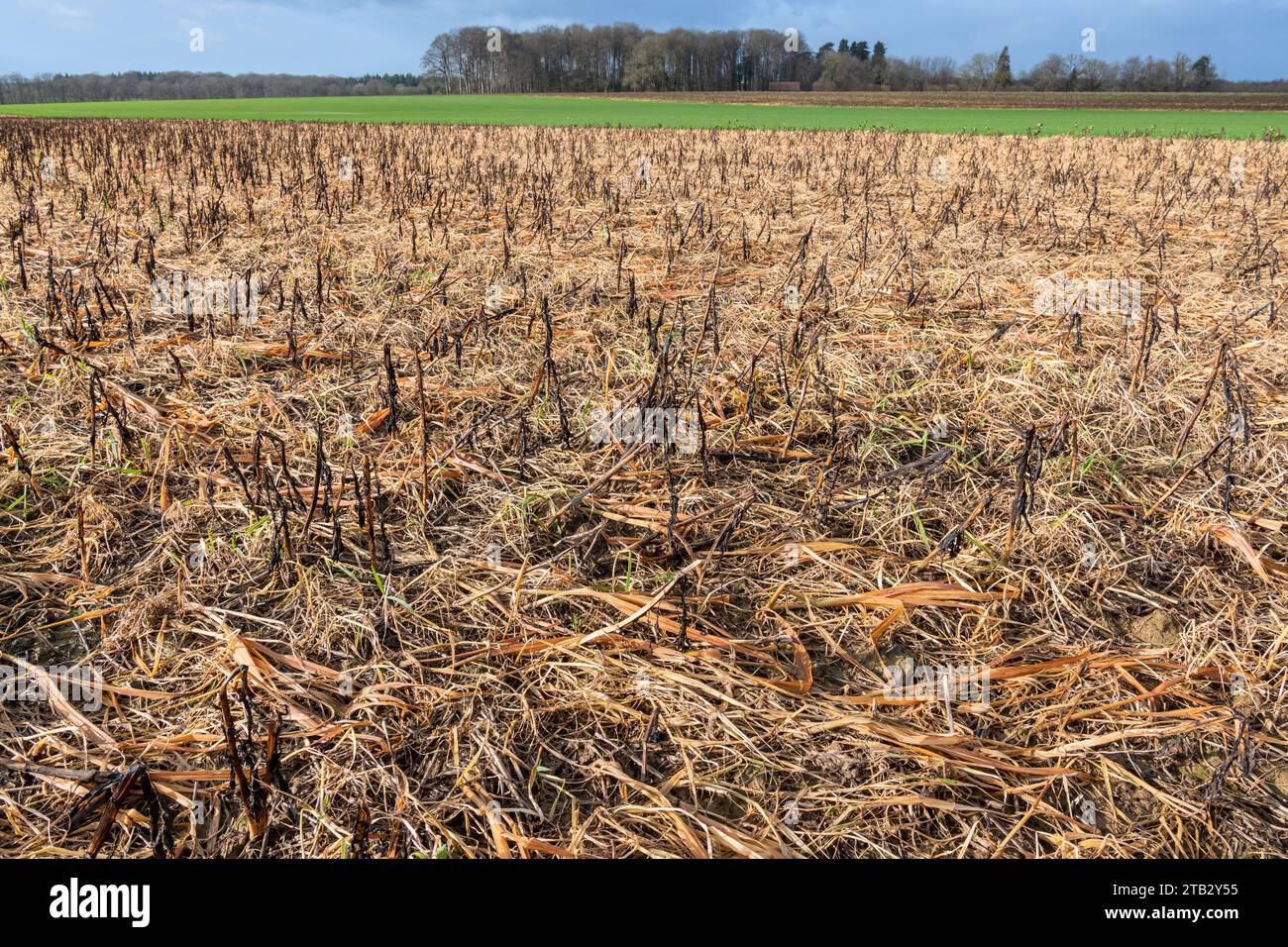 Field after chemical herbicide treatment hi-res stock photography and ...