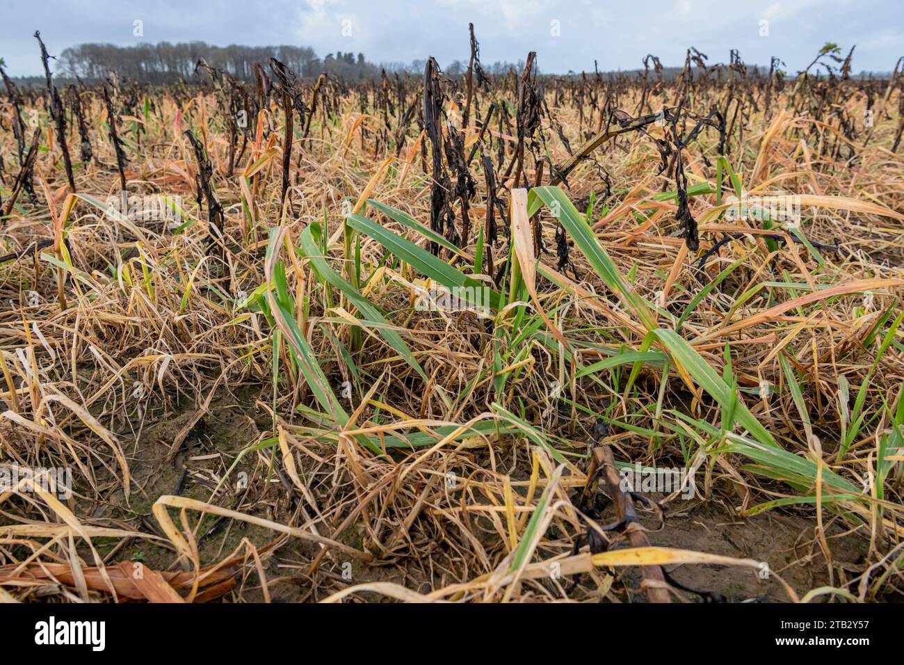 Field with orange vegetation after application of glyphosate weedkiller ...