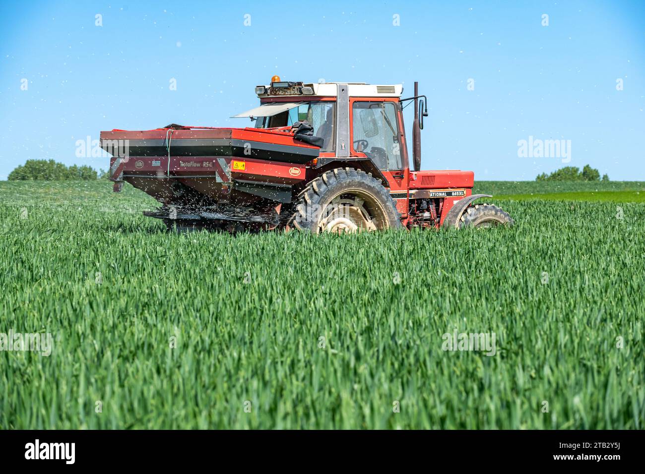 Spreading fertilizer on wheat at the heading stage. Tractor and ...