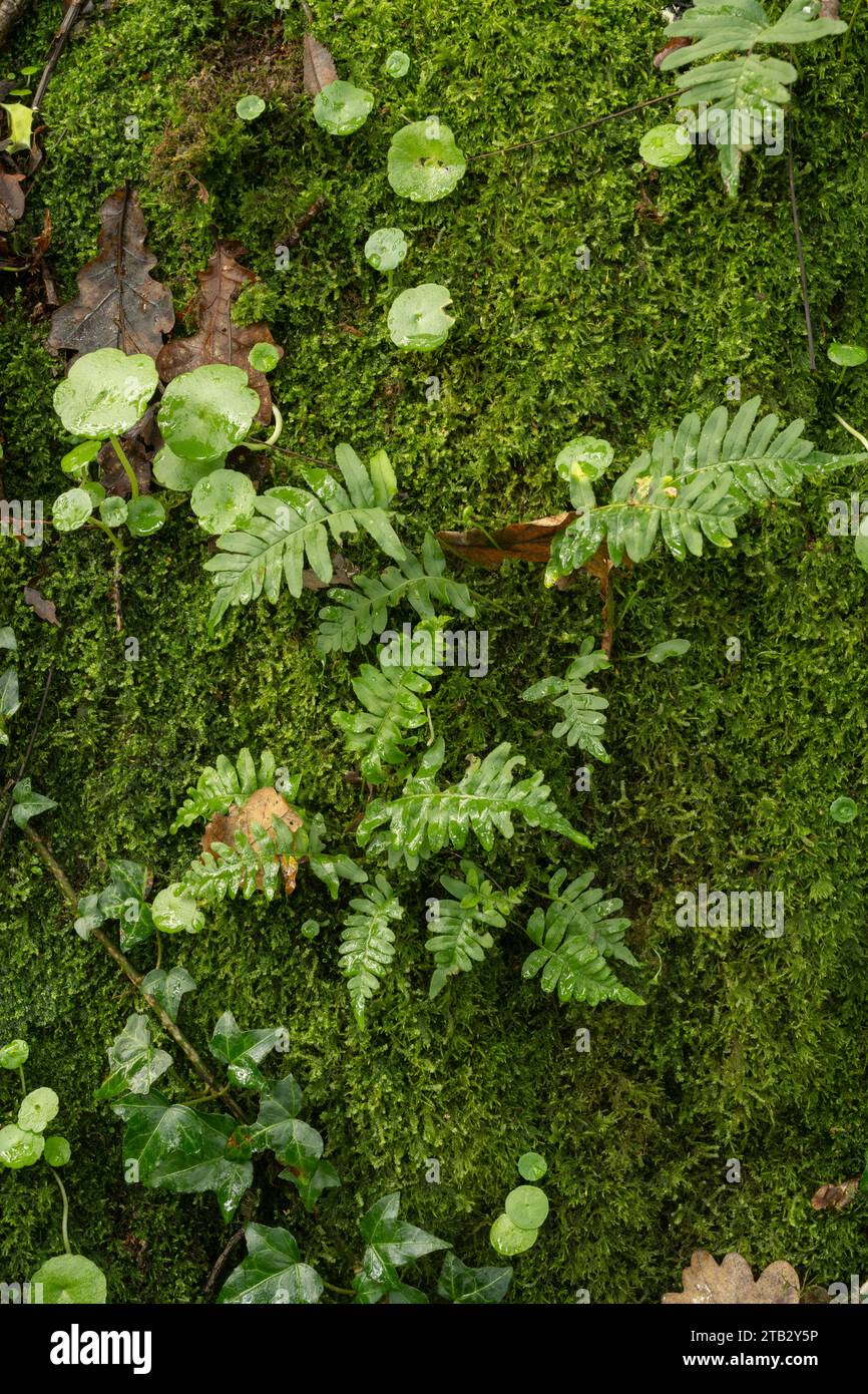 Polypody, Navelwort, Ivy and mosses, Lustleigh Cleave, Dartmoor, Devon ...