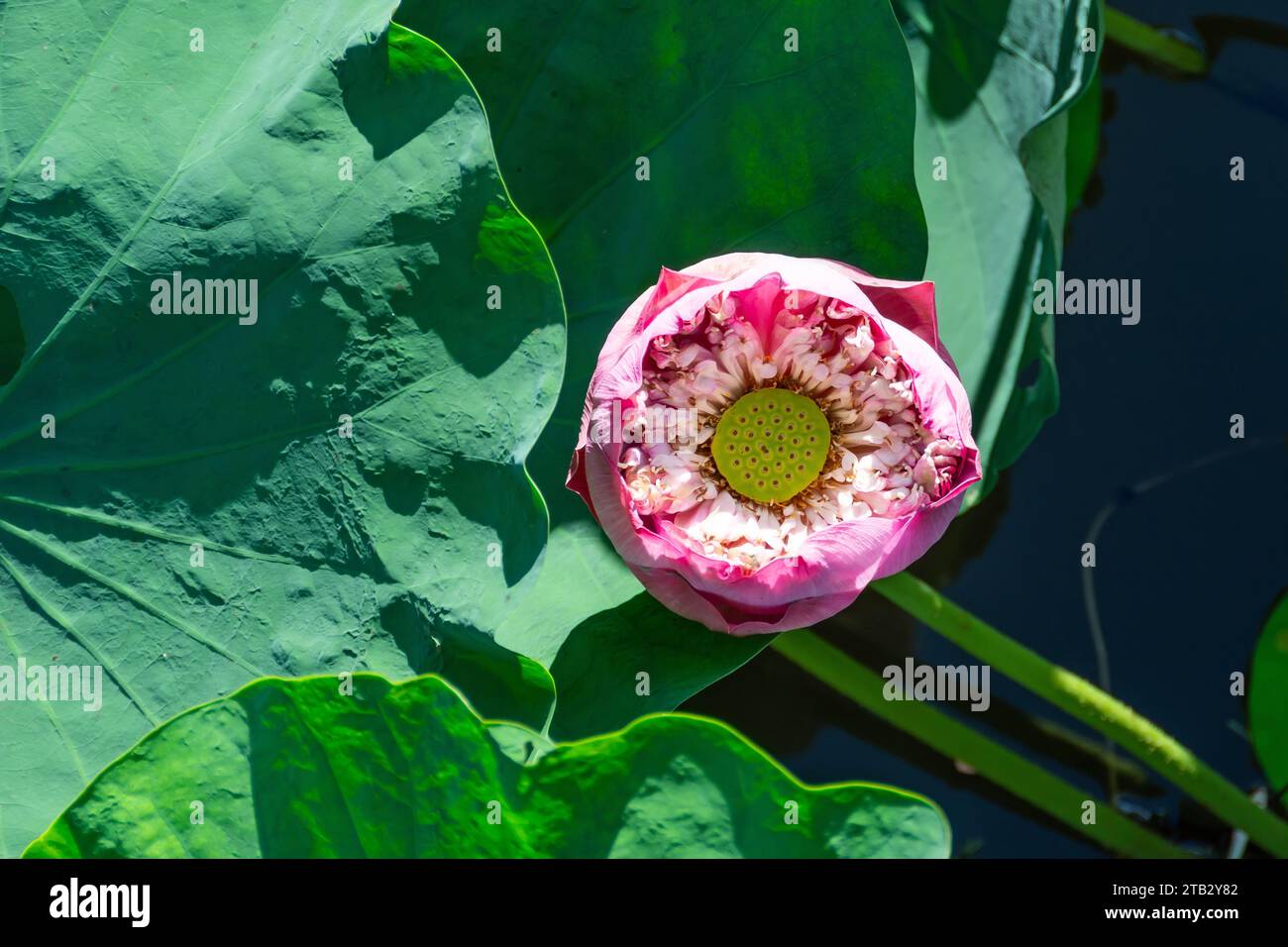 Opening pink lotus flower with green leaves in a pond top view Stock ...