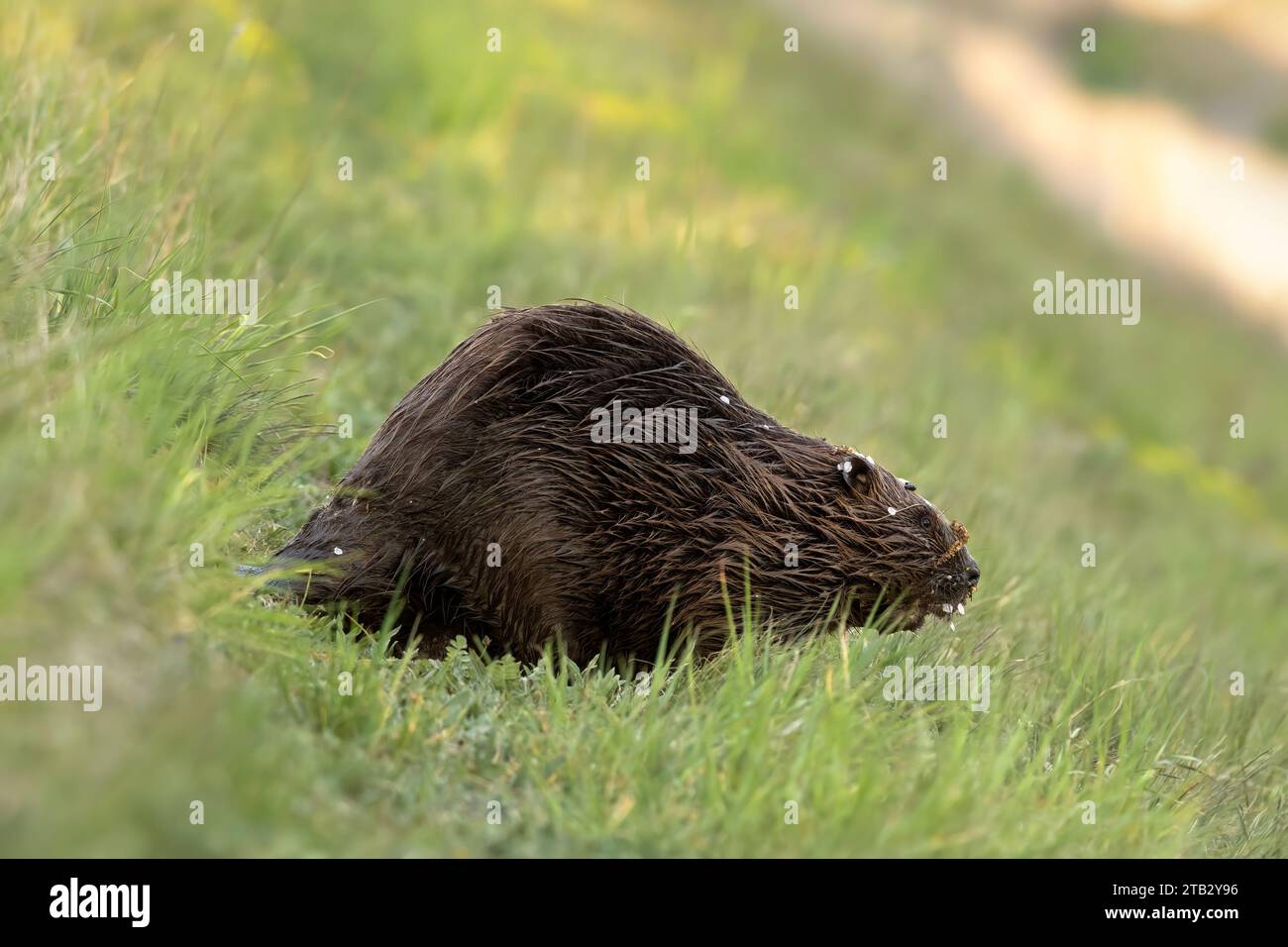 Eurasian beaver Castor fiber in tall grass at sunset. With wet fur ...
