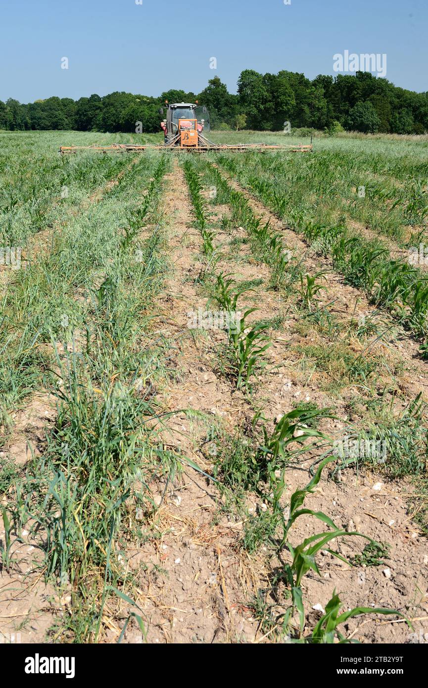 Presentation of a mechanical weeder or pruner for mechanical weeding in ...