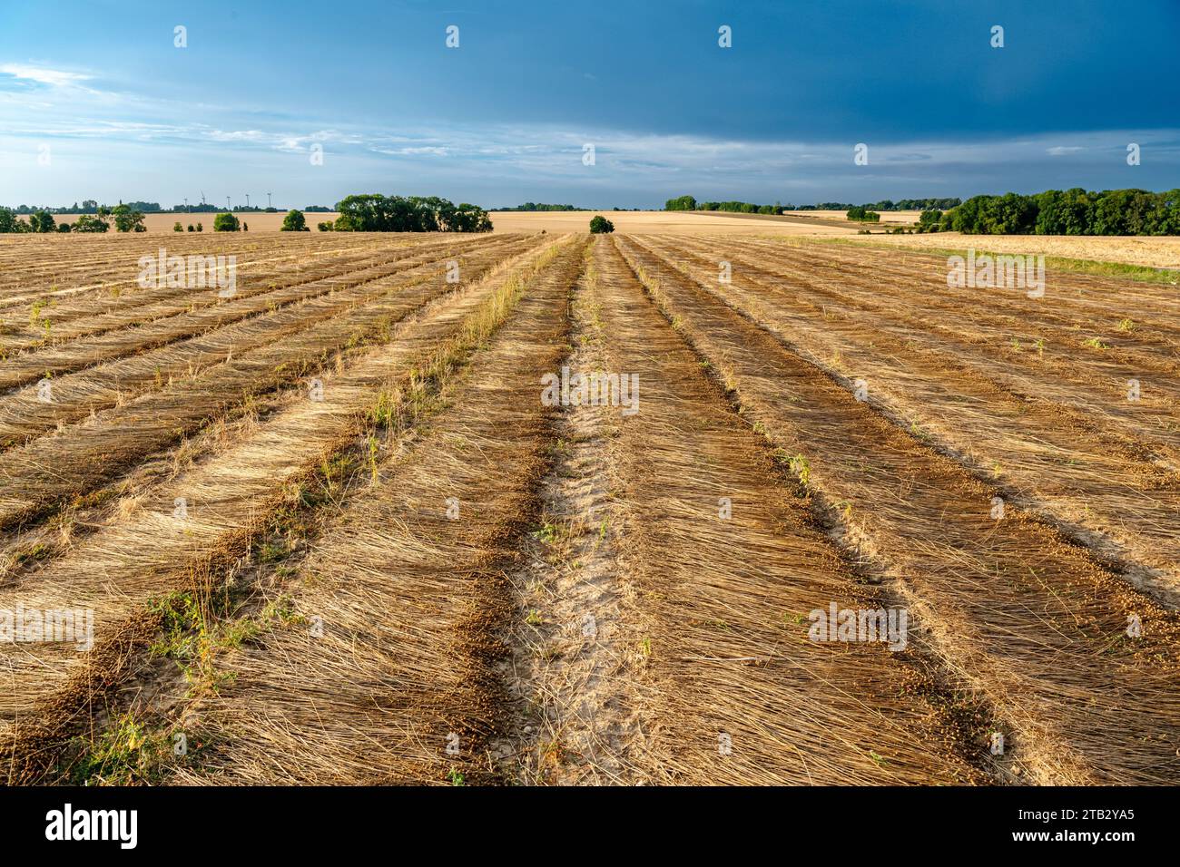 Hemp straw hi-res stock photography and images - Alamy