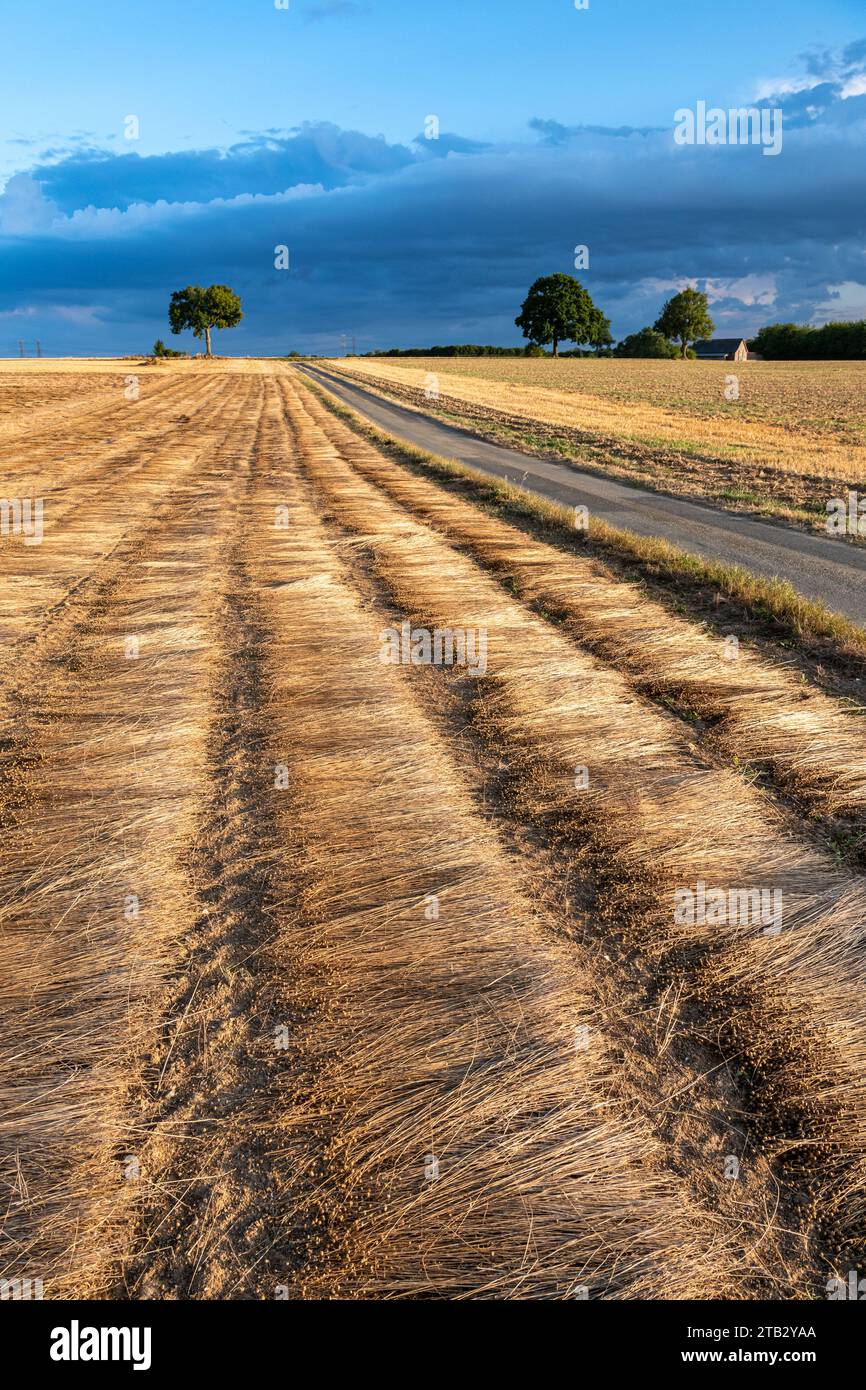 Hemp straw hi-res stock photography and images - Alamy