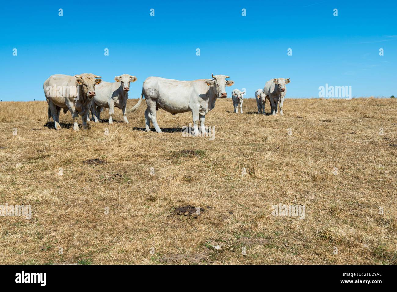 Cattle, Charolaise cows in a meadow during the heatwave Grass yellowed ...