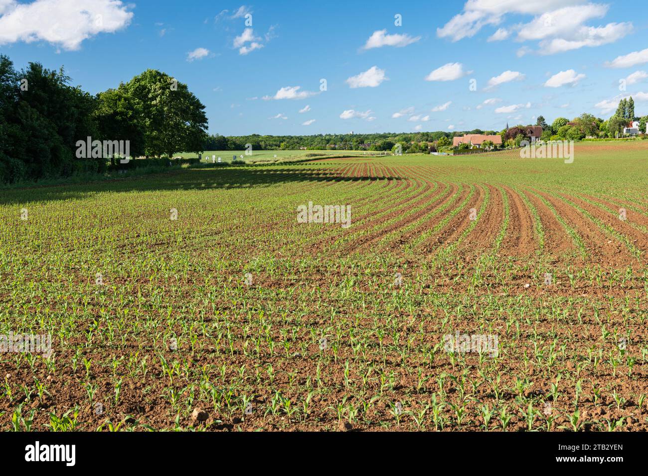 Cornfield, corn leaf stage V6 (4 leaves) in the countryside. Blue sky ...