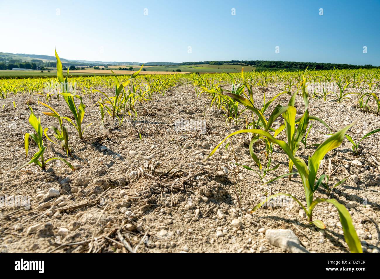 Corn field affected by drought, growth delayed in late spring. Corn ...