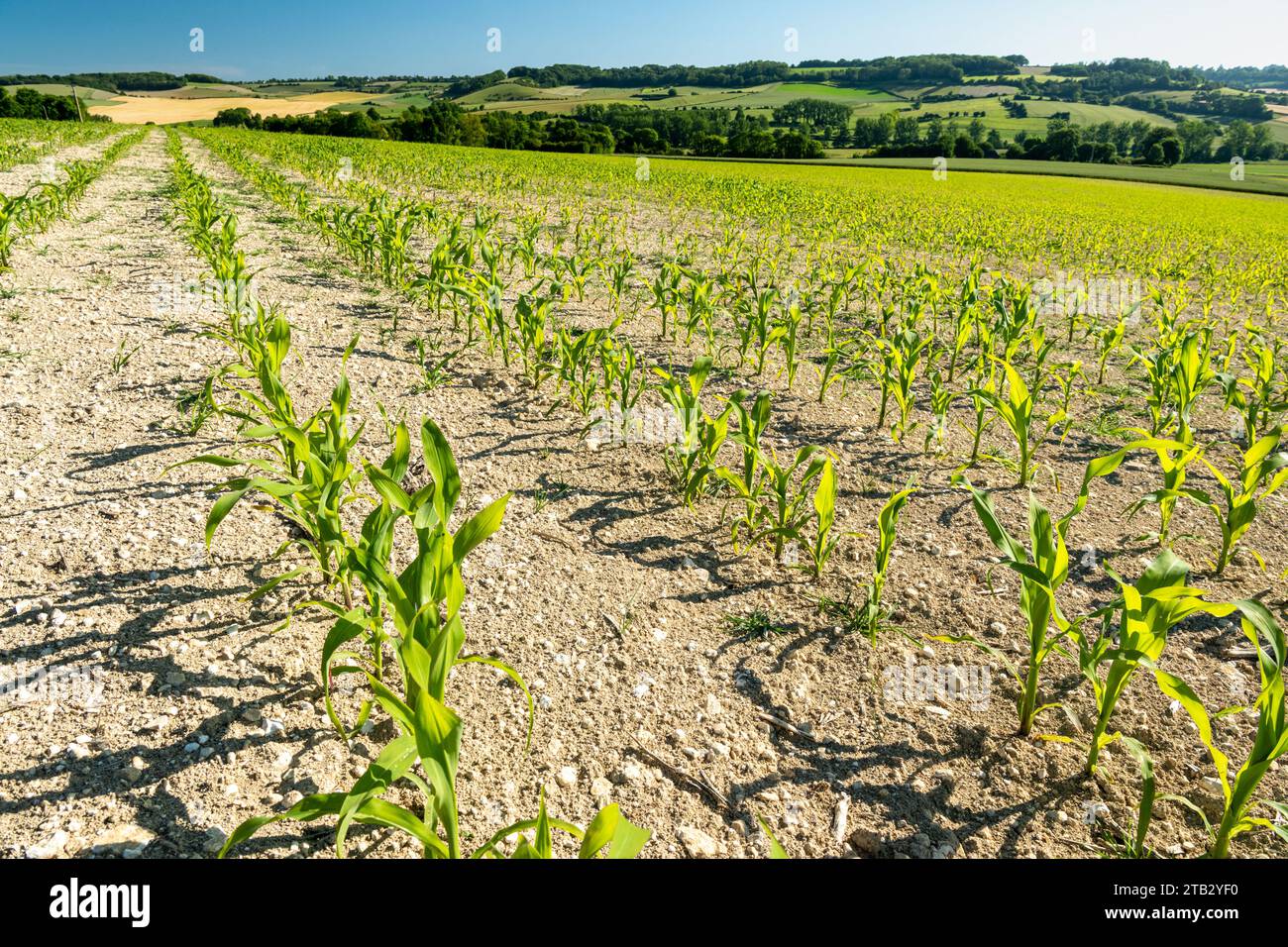 Corn field affected by drought, growth delayed in late spring. Corn ...