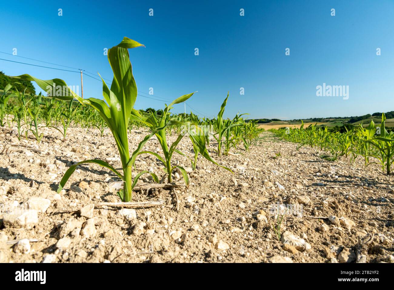 Corn field affected by drought, growth delayed in late spring. Corn ...