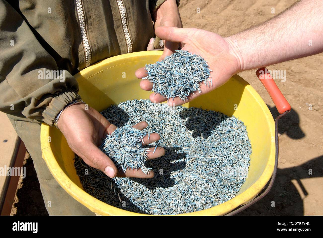 Agricultural crops: salsify sowing. Farm worker filling seed drills ...