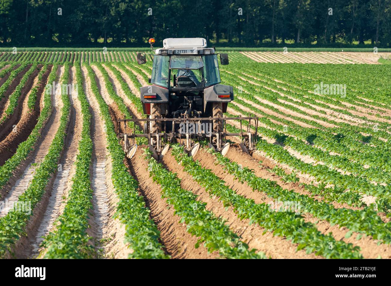 Earthing up potatoes hi-res stock photography and images - Alamy