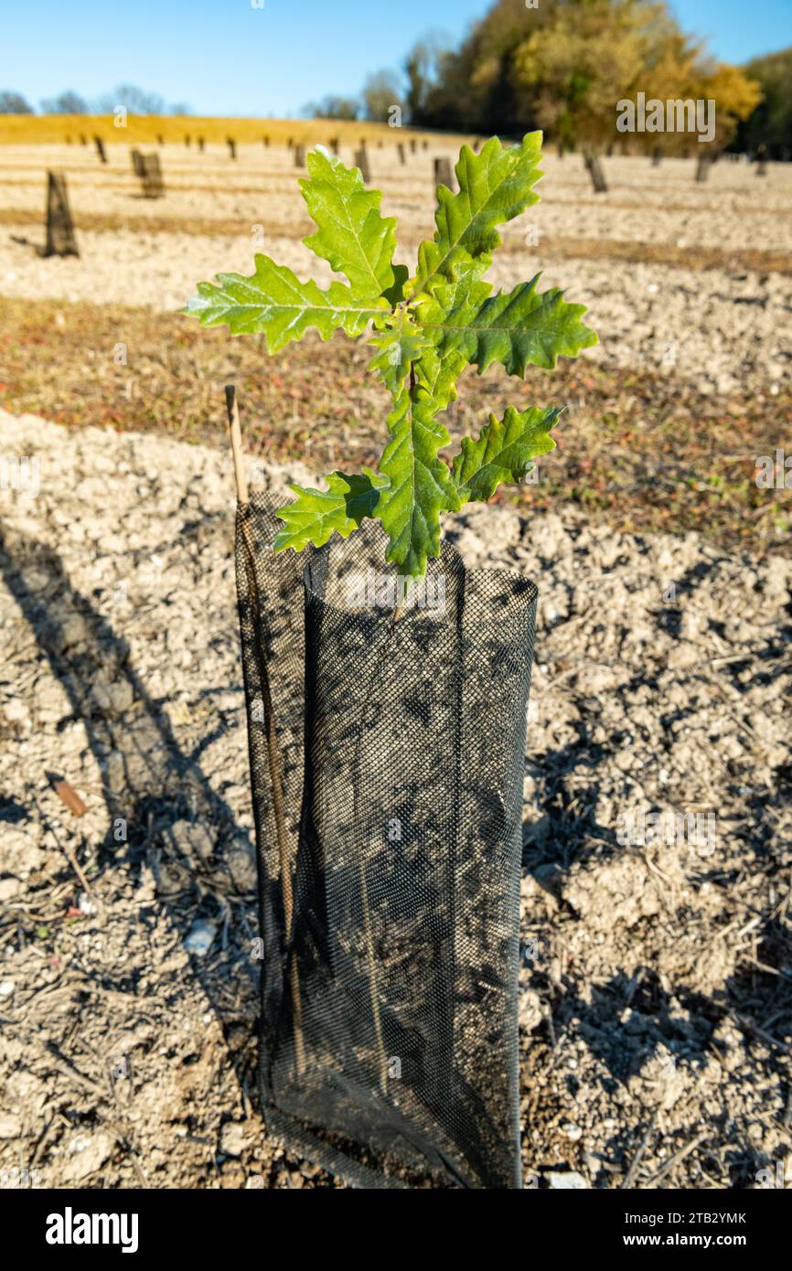 Reforestation biodiversity hi-res stock photography and images - Alamy