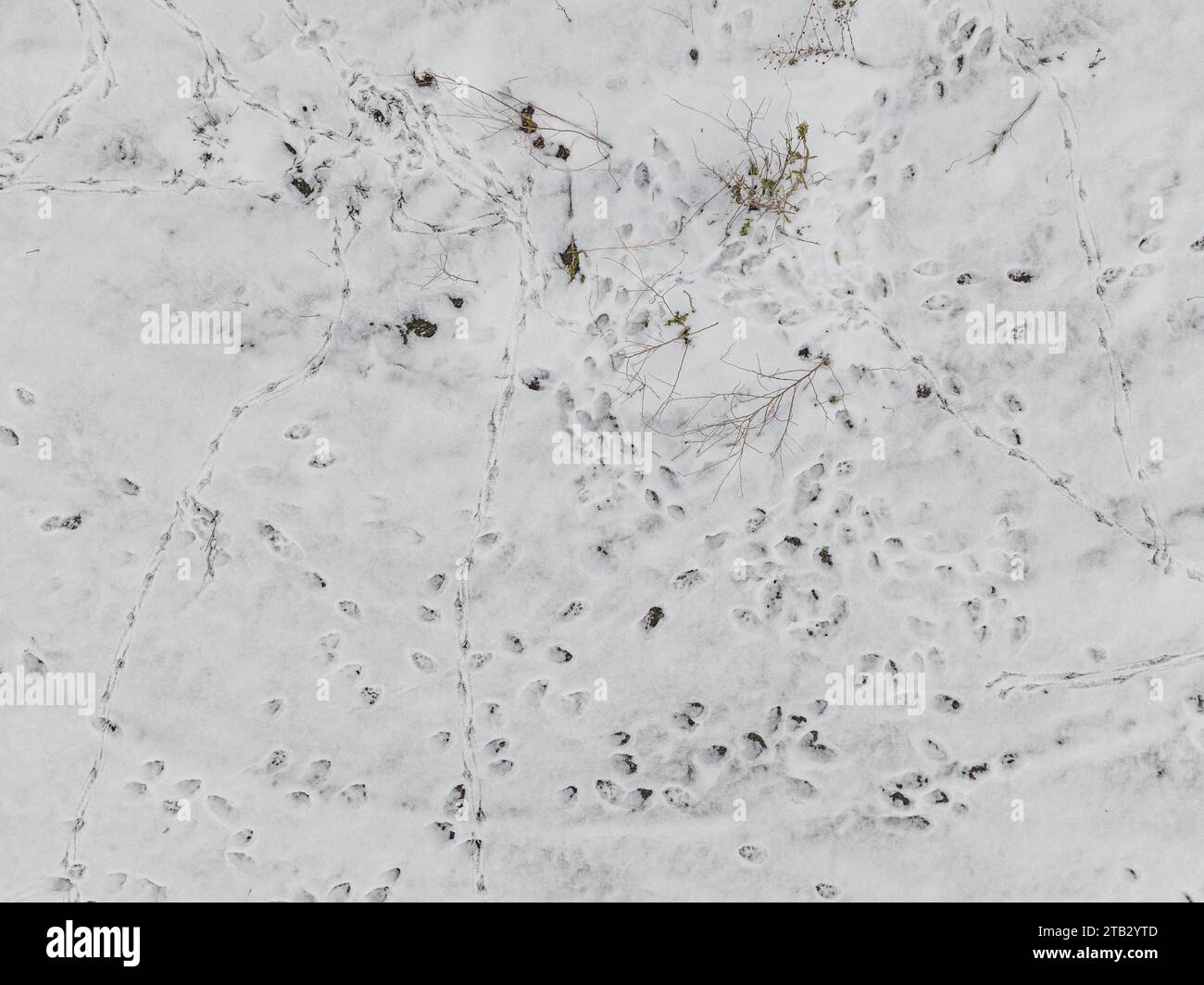 Tierspuren im Winter 04122023 - Tierspuren im Schnee. Arnstadt G2 CATL ...