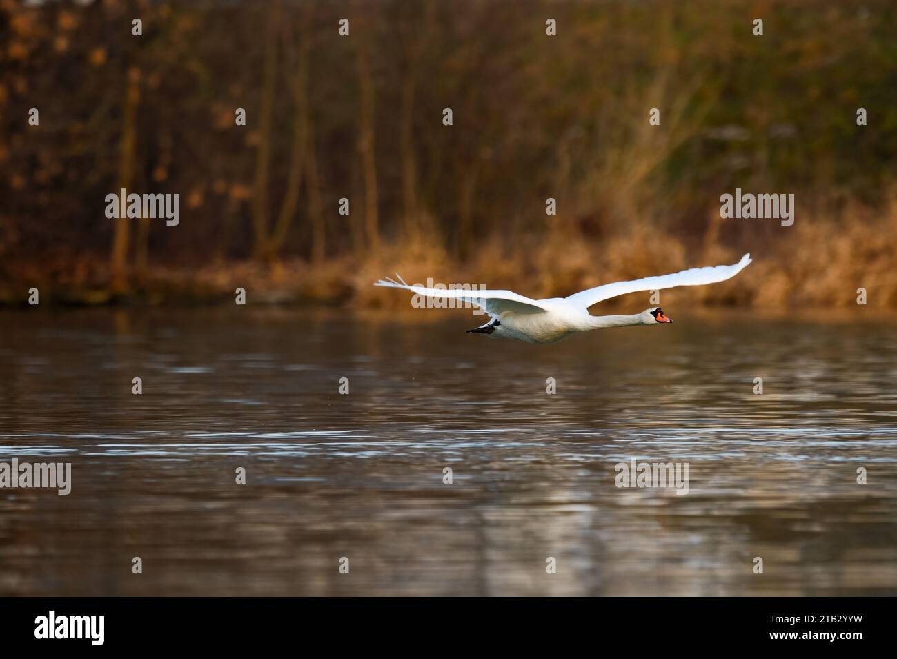 Frontal front low view hi-res stock photography and images - Alamy