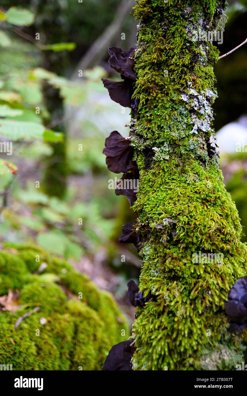 Auricularia Auricula Judae young Judas ear in black tone on tree trunk ...