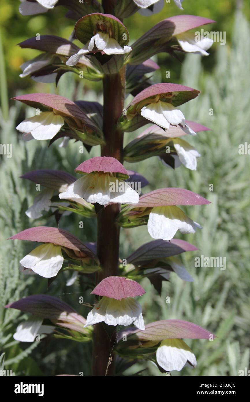 Oyster plant hi-res stock photography and images - Alamy