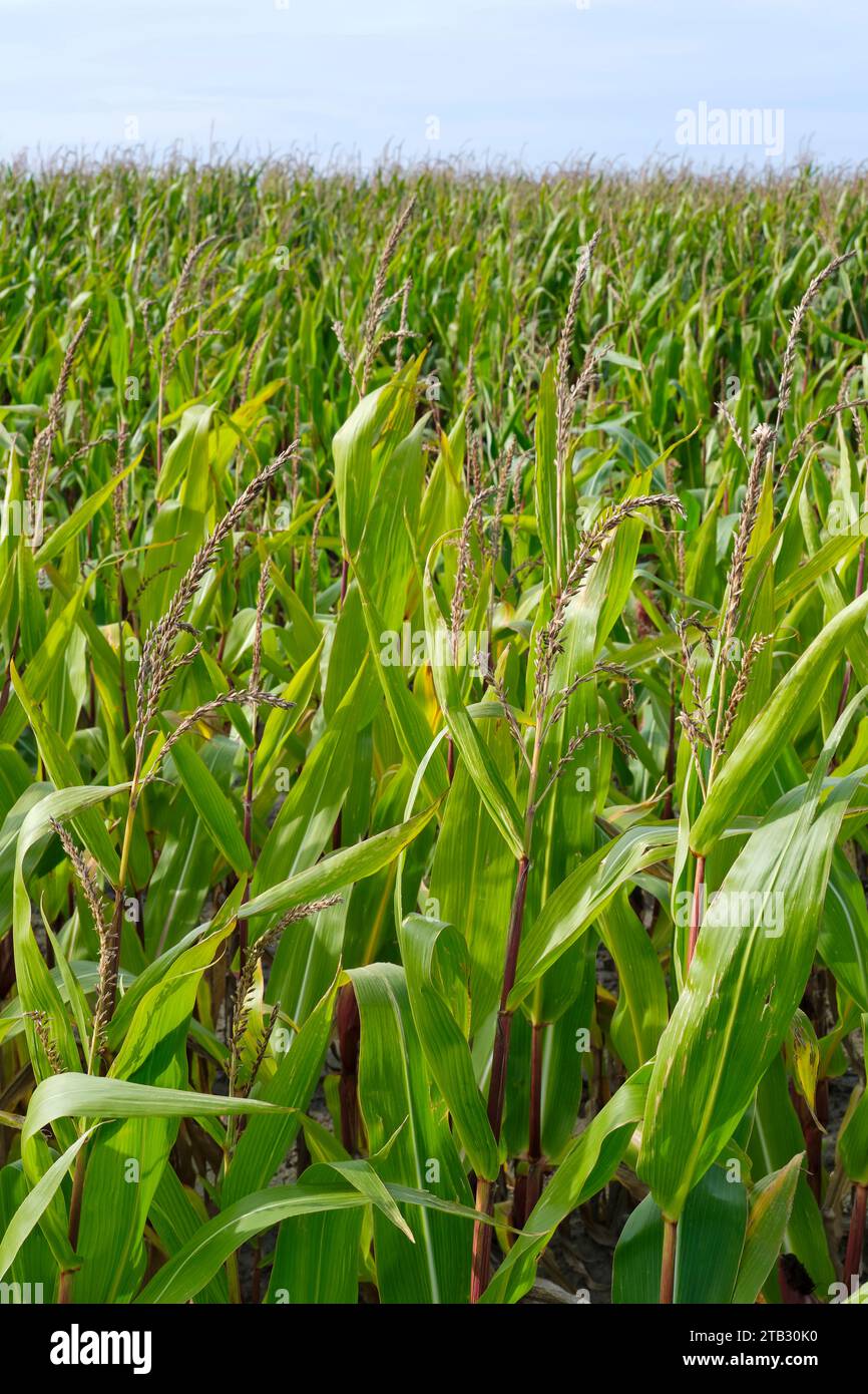Corn field with almost ripe corn under a blue sky. Image with copy ...