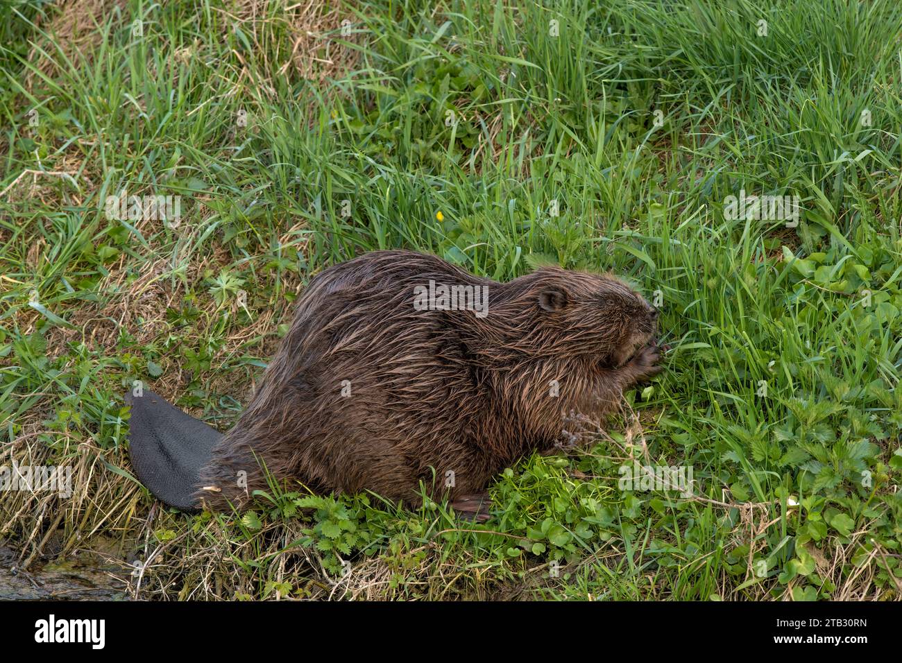 Adult beaver hi-res stock photography and images - Alamy