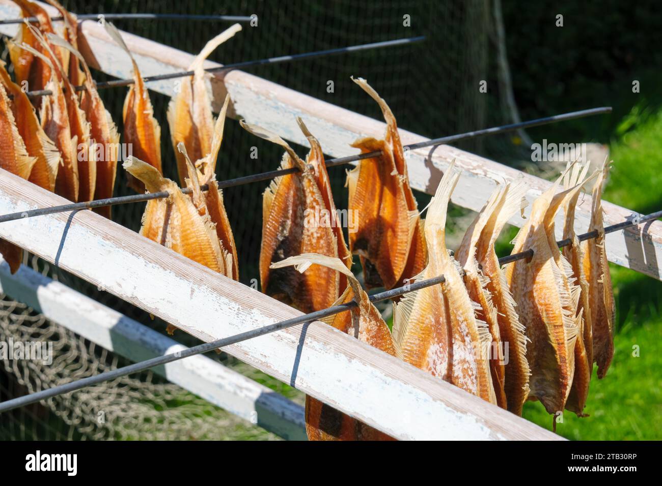 Fish drying on frame hi-res stock photography and images - Alamy