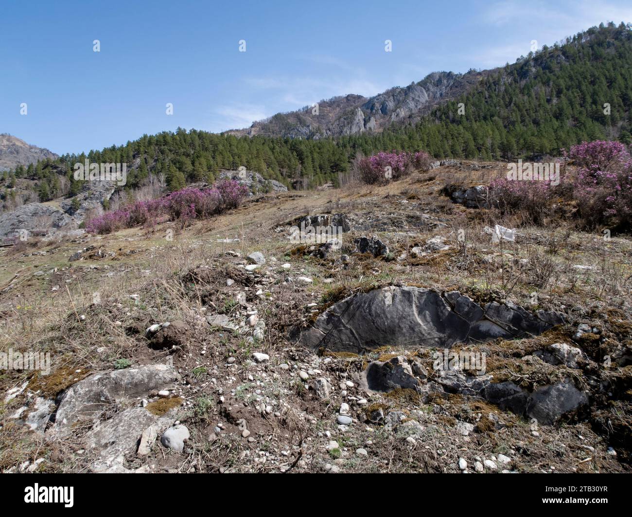 A mountain slope with rocks and a strip of forest with flowering maral ...