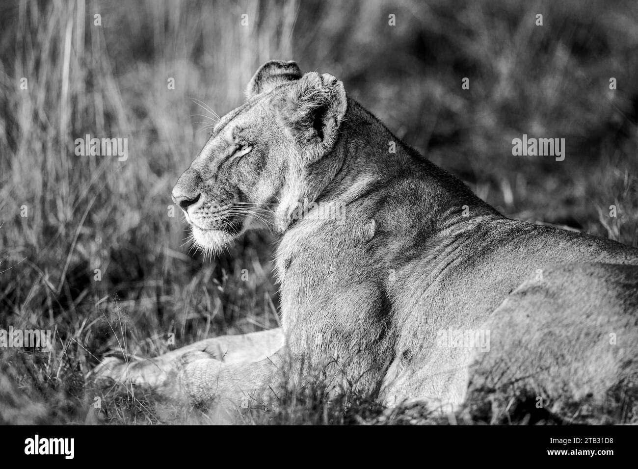 A subadult lioness in open savannah in Masai Mara Kenya. This is a ...