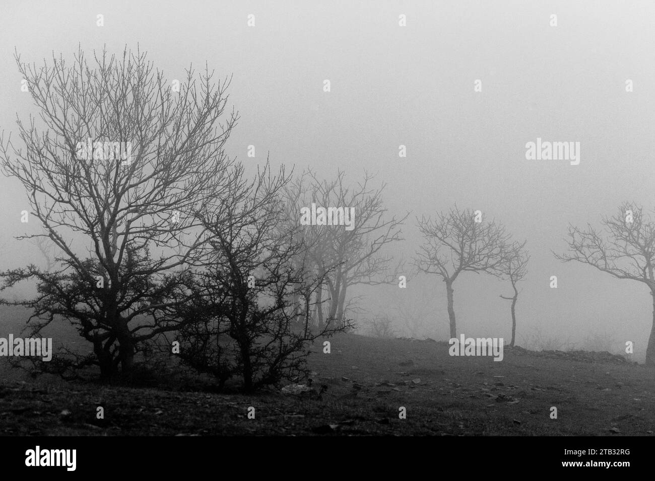 Thick woodland Black and White Stock Photos & Images - Alamy