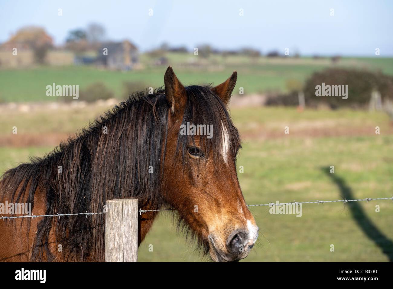 Horses chilling by fence hi-res stock photography and images - Alamy