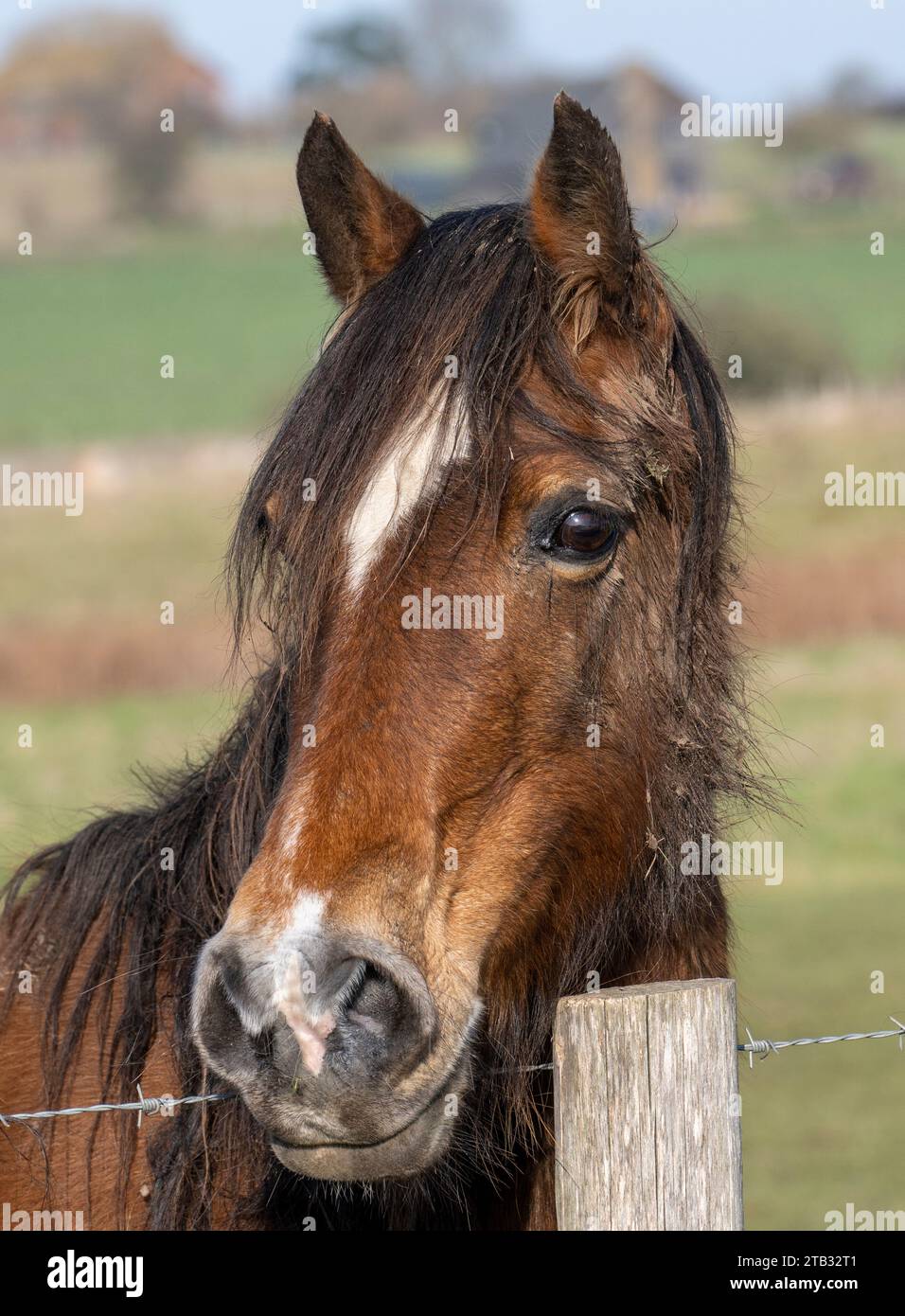 Lazy horses hi-res stock photography and images - Alamy