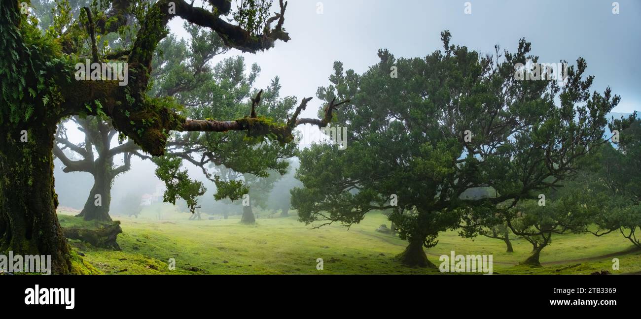 Twisted trees in the fog in Fanal Forest on the Portuguese island of ...