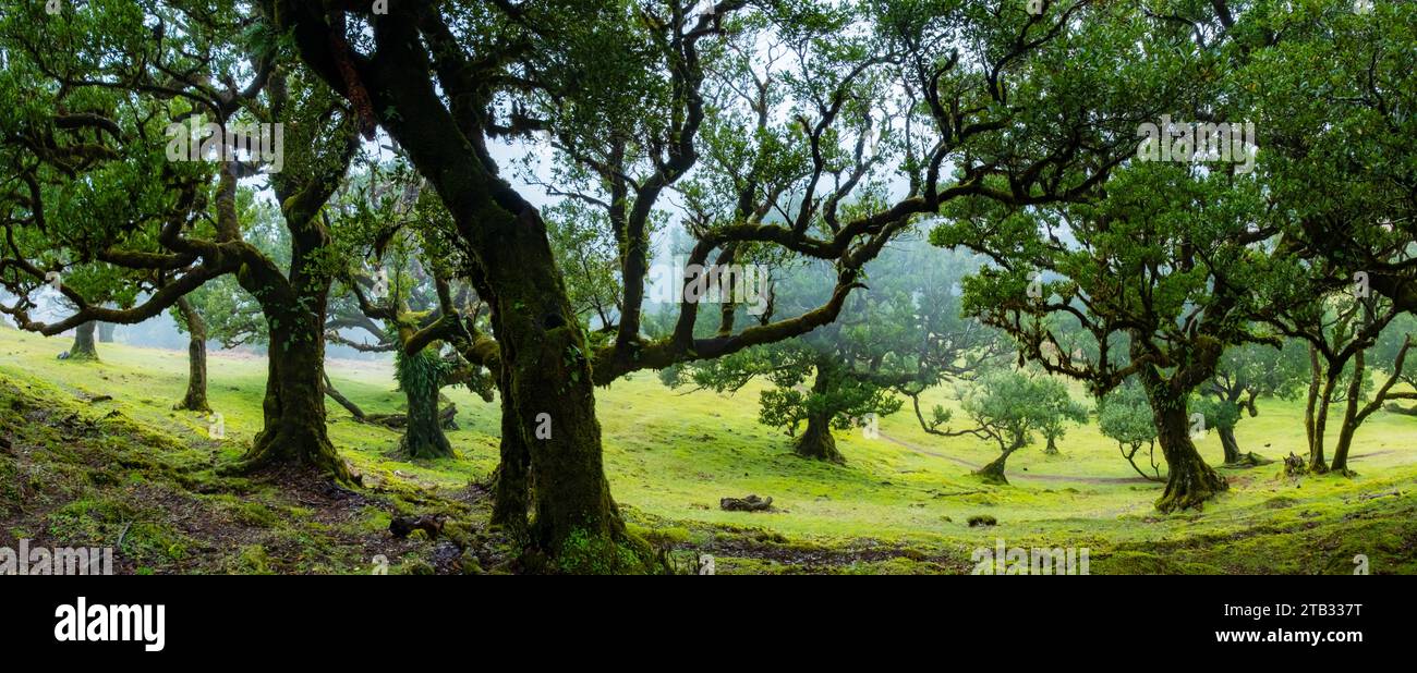 Twisted trees in the fog in Fanal Forest on the Portuguese island of ...